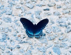 Spiritual Meaning of a Butterfly 101: Your Ultimate Guide