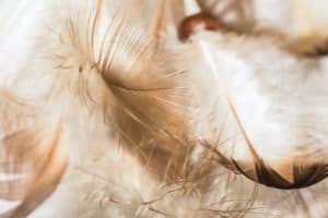 Feather Meaning And Spiritual Symbolism: The Ultimate Guide