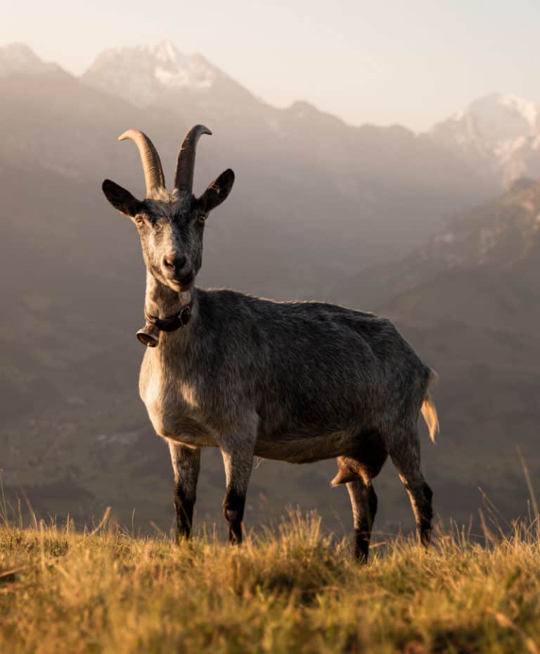 Capricorn Spirit Animals - 5 Amazing Guides for This Sign