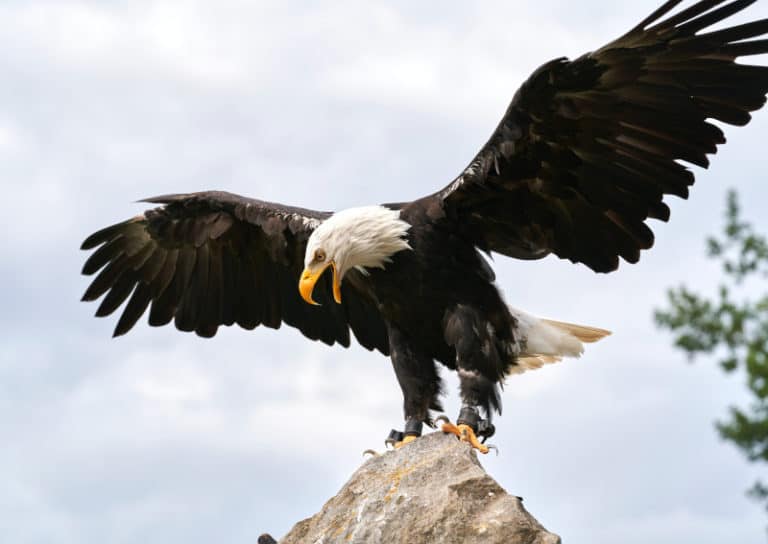 Scorpio Spirit Animal - 5 Animals That Represent This Sign