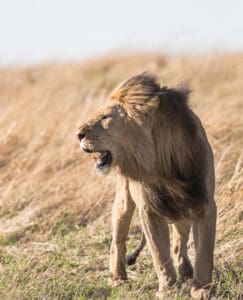5 Leo Spirit Animals: Powerful Representations of Leo Traits