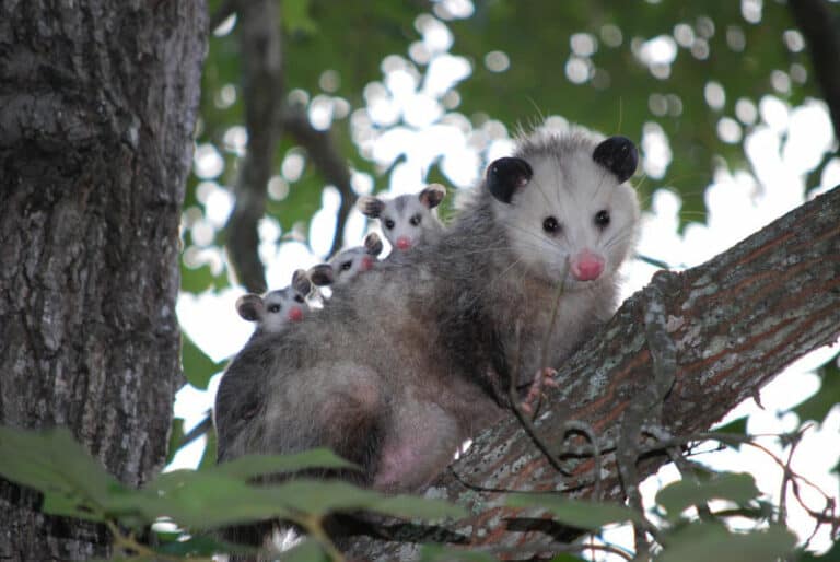 Cancer Spirit Animal: 5 Animals Symbolizing this Zodiac Sign