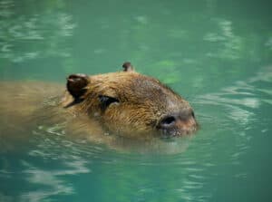 5 Sagittarius Spirit Animals That Guide This Zodiac Sign