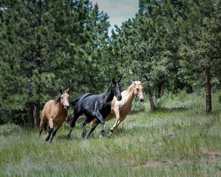 5 Sagittarius Spirit Animals That Guide This Zodiac Sign