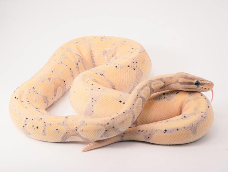 Scorpio Spirit Animal - 5 Animals That Represent This Sign