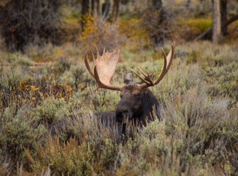 Cancer Spirit Animal: 5 Animals Symbolizing this Zodiac Sign