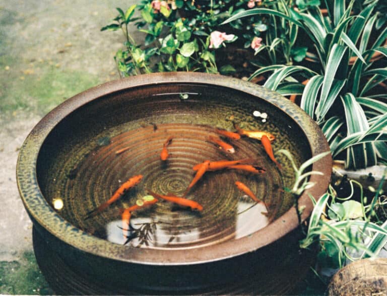 Fish Dream Meaning — Extraordinary Spiritual Messages