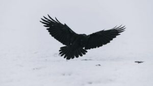 Crows Spiritual Meaning: Sacred Messages Revealed